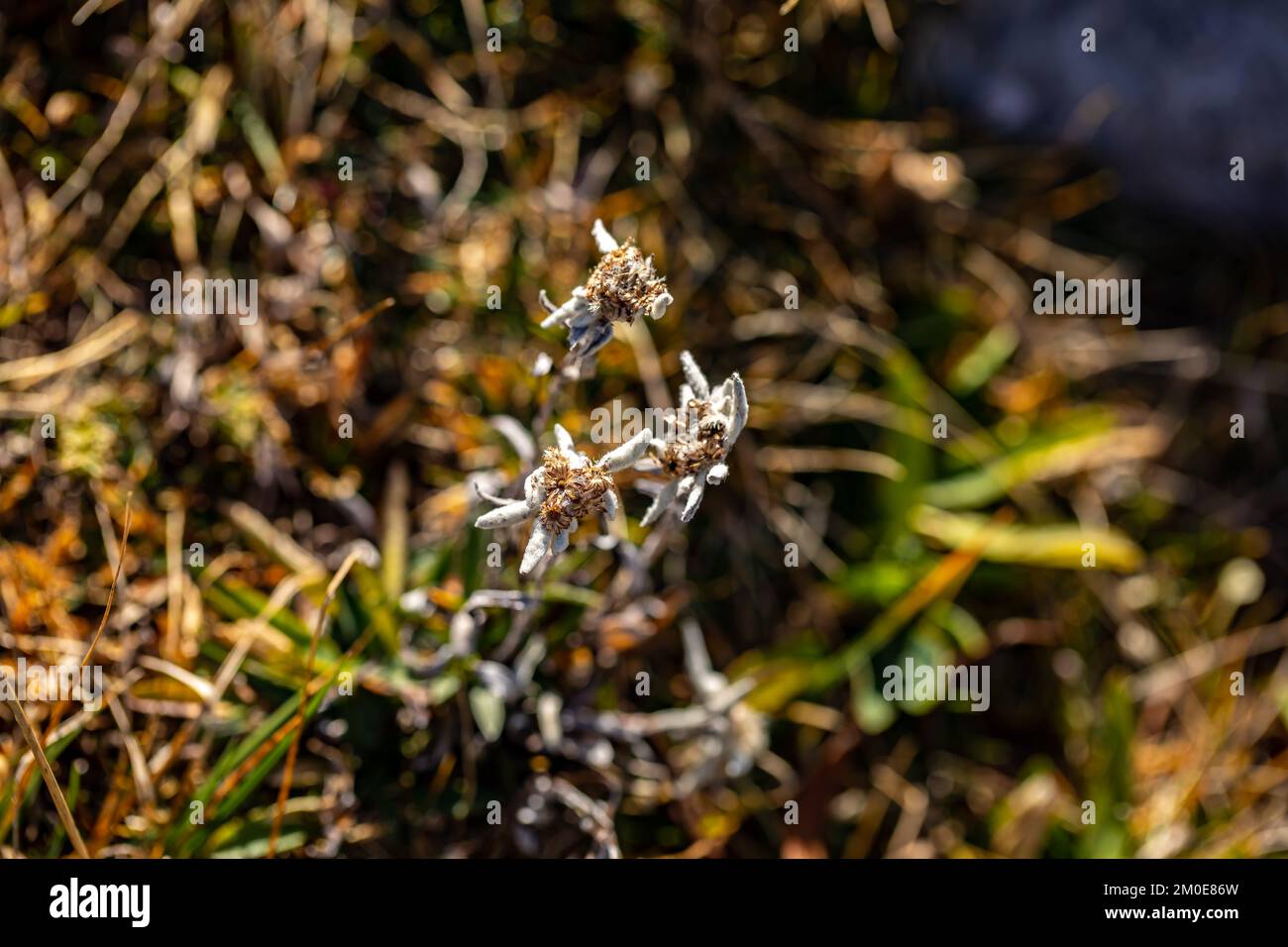Leontopodium nivale flower growing in mountains, close up Stock Photo ...
