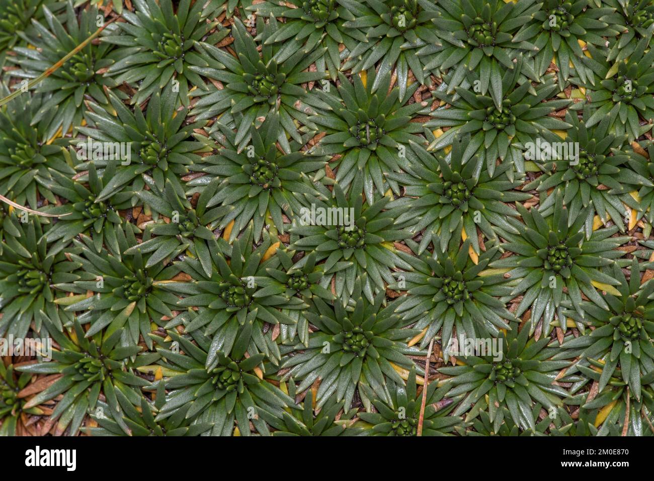 Yareta or llareta (Azorella compacta) a cushion plant from near Cusco ...