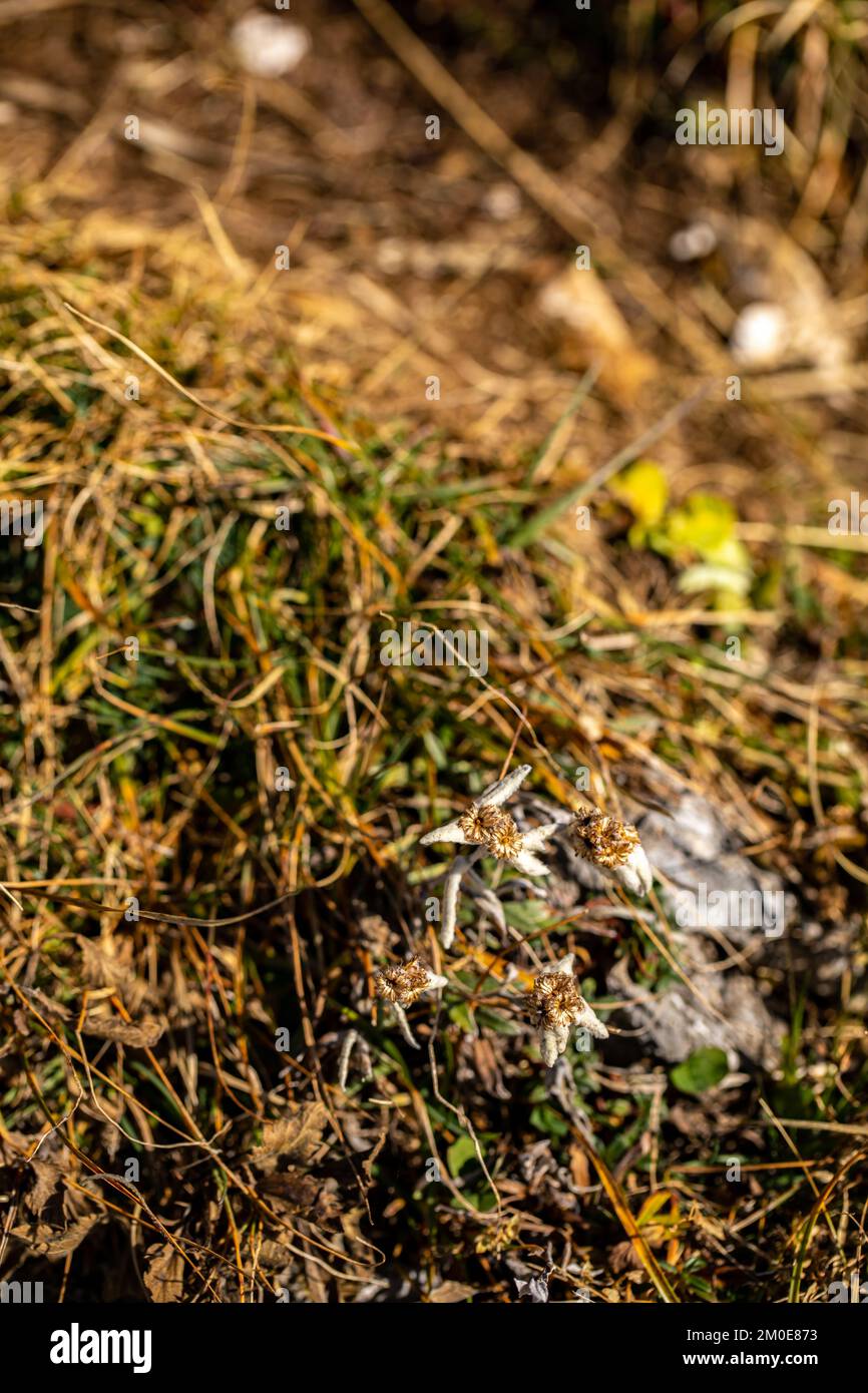 Leontopodium nivale flower growing in mountains, close up Stock Photo ...