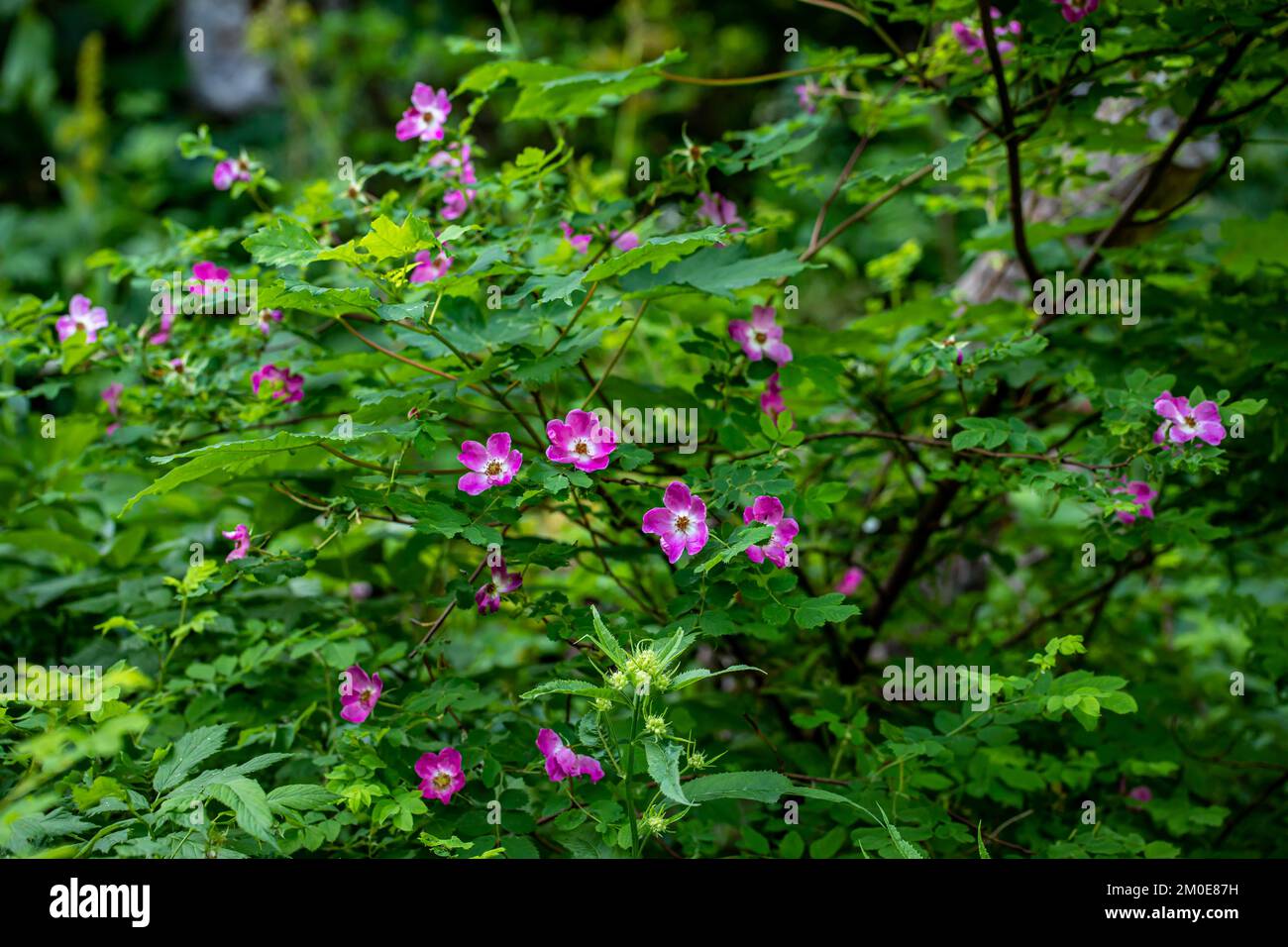 Rosa pendulina flower growing in mountains, close up Stock Photo - Alamy