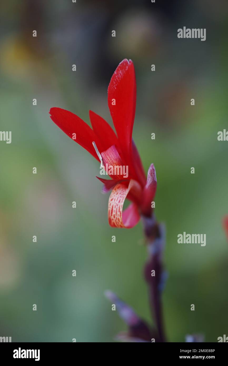 A closeup of blooming red Canna isolated in blurred background Stock ...