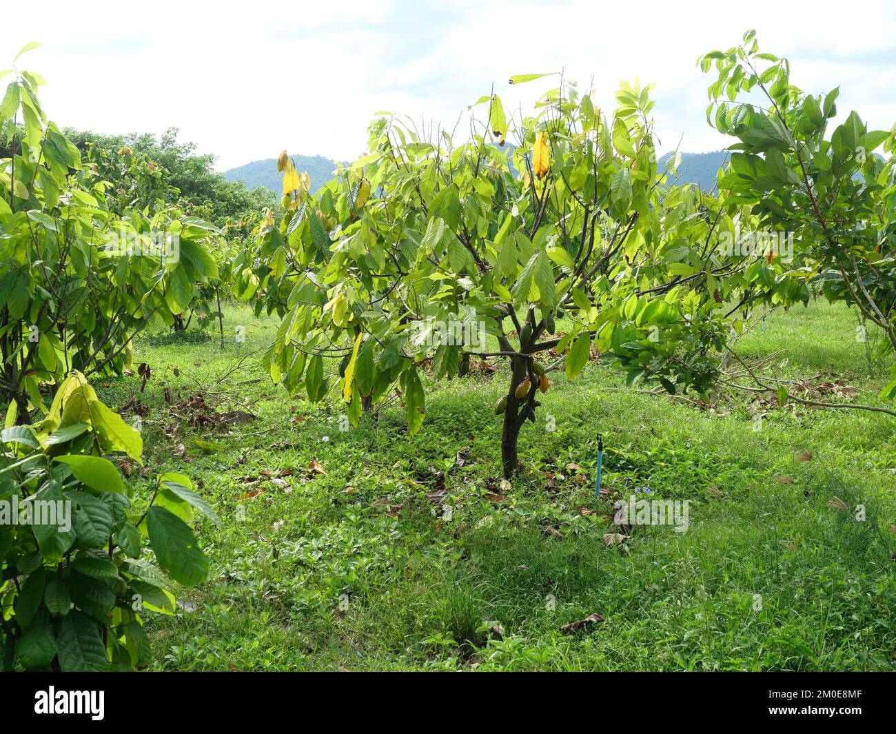 Tree and Theobroma cacao pod fruit hang on branch in the field at ...