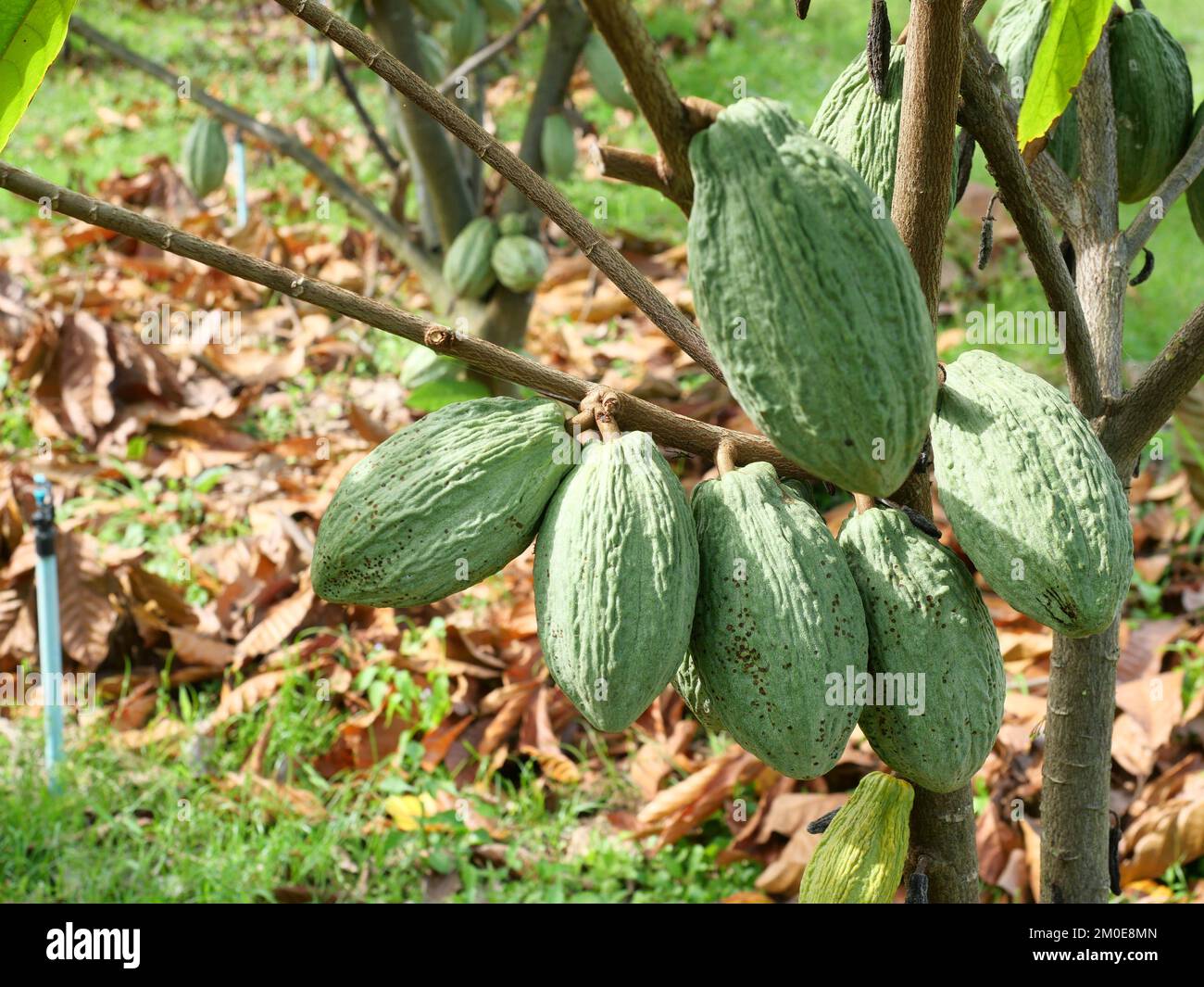 Tree and Theobroma cacao pod fruit hang on branch in the field at ...