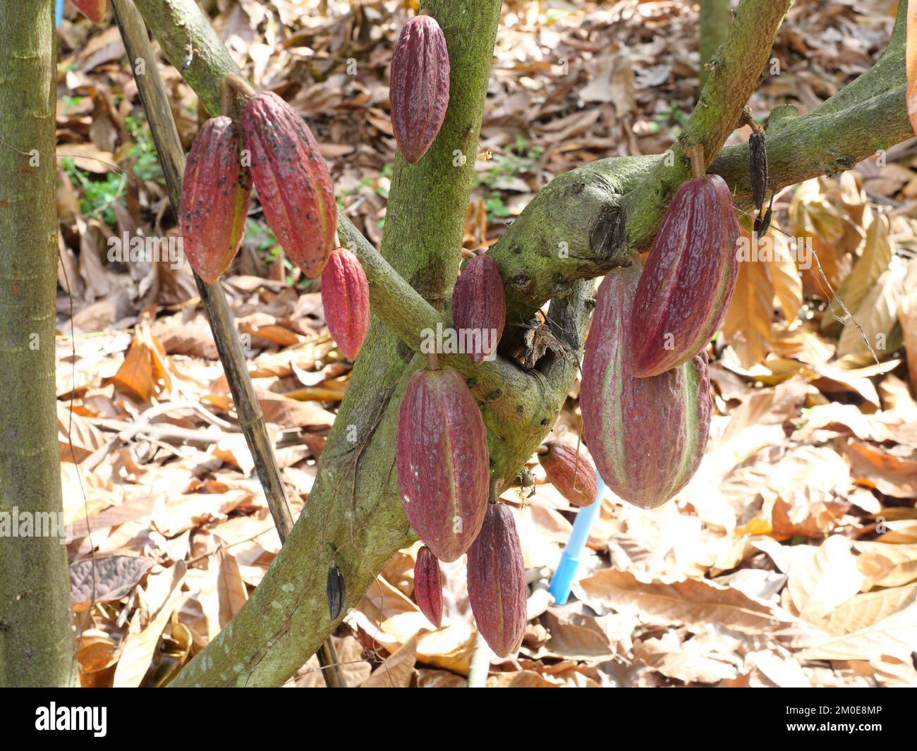 Tree and Theobroma cacao pod fruit hang on branch in the field at ...