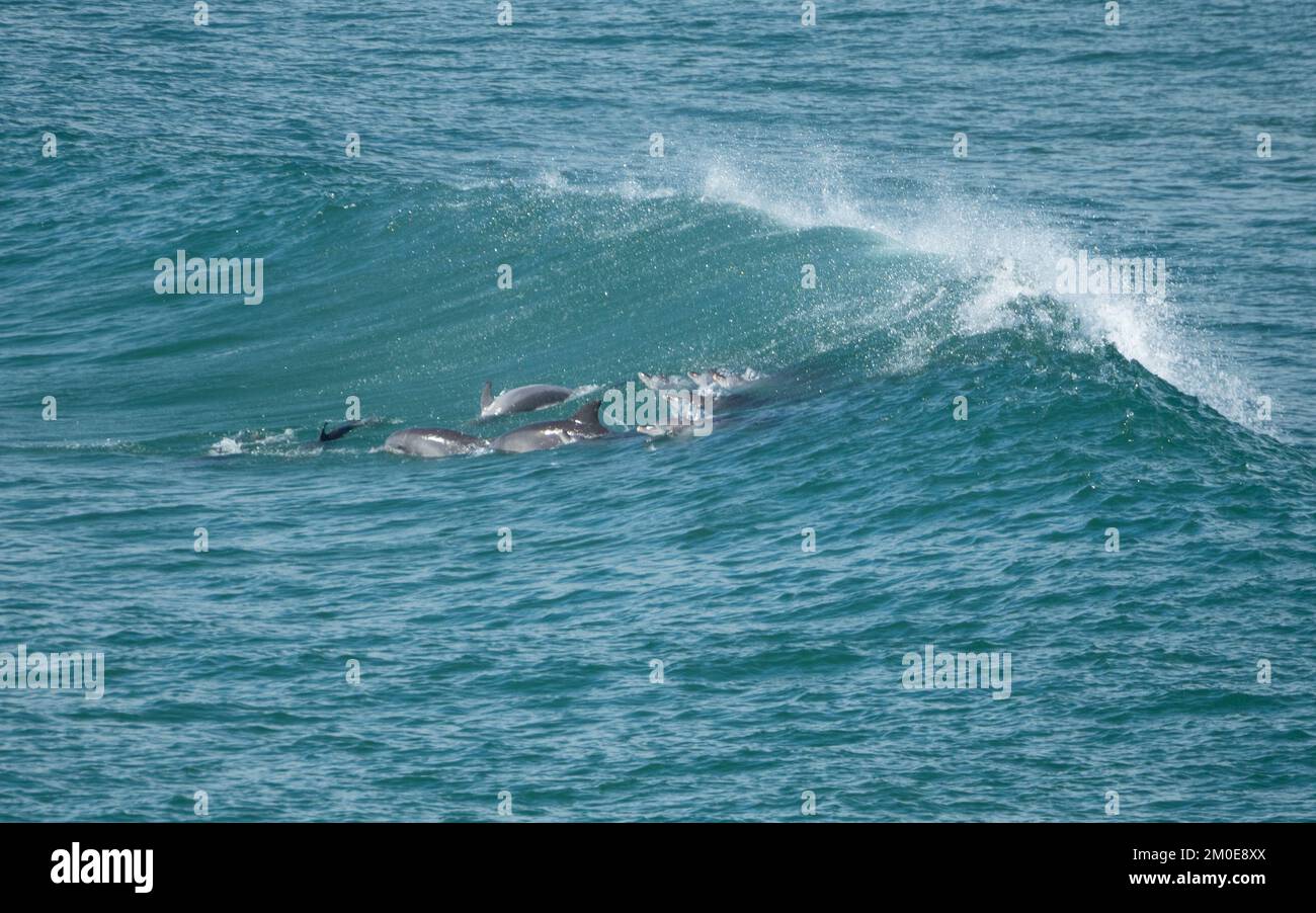 A pod of wild Bottlenose Dolphins swimming and diving together through ...
