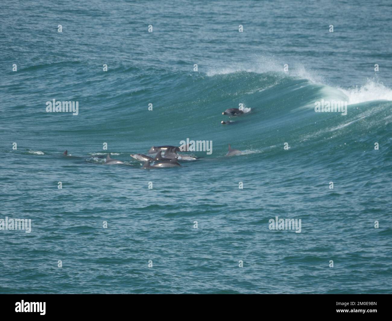 Shiny platinum grey dolphins hi-res stock photography and images - Alamy
