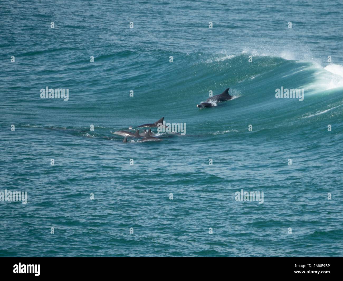 A pod of wild Bottlenose Dolphins swimming and diving through the waves ...