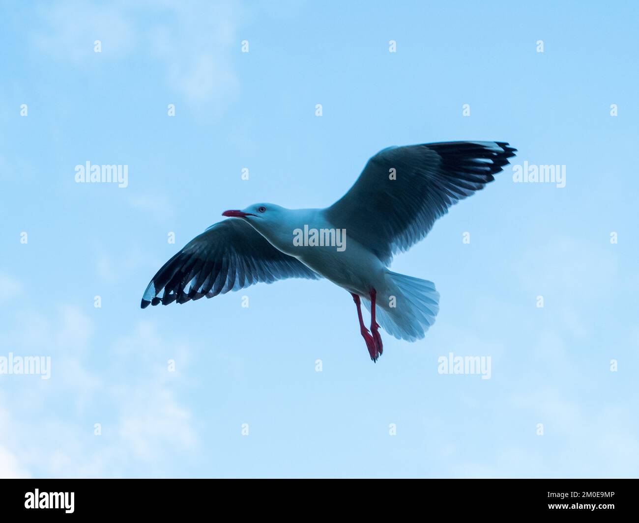 Bird, Australian Silver Gull seagull, flying, its wings spread and ...