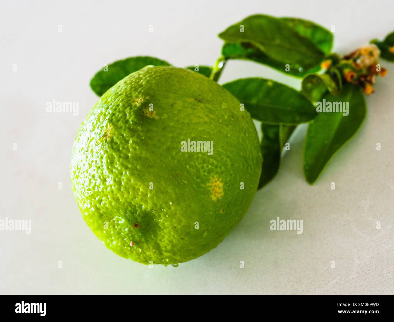 Citrus fruits, a green lime fruit and leaves on a plain whit benchtop ...