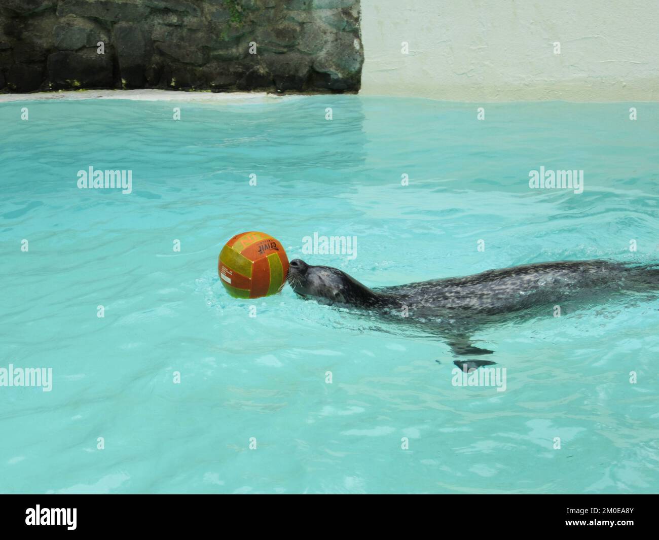 A seal swimming in a pool playing with a ball in a waterpark Stock ...
