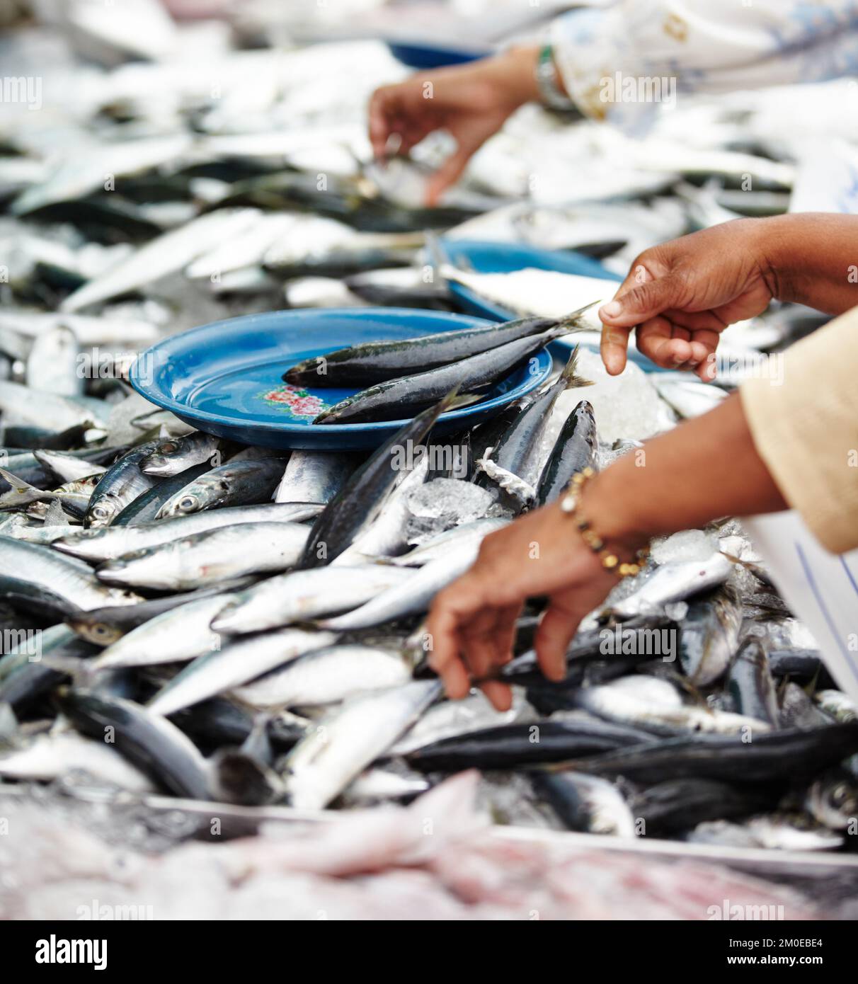Thai fish vendor sorting fish. Closeup of a woman counting out fish for ...