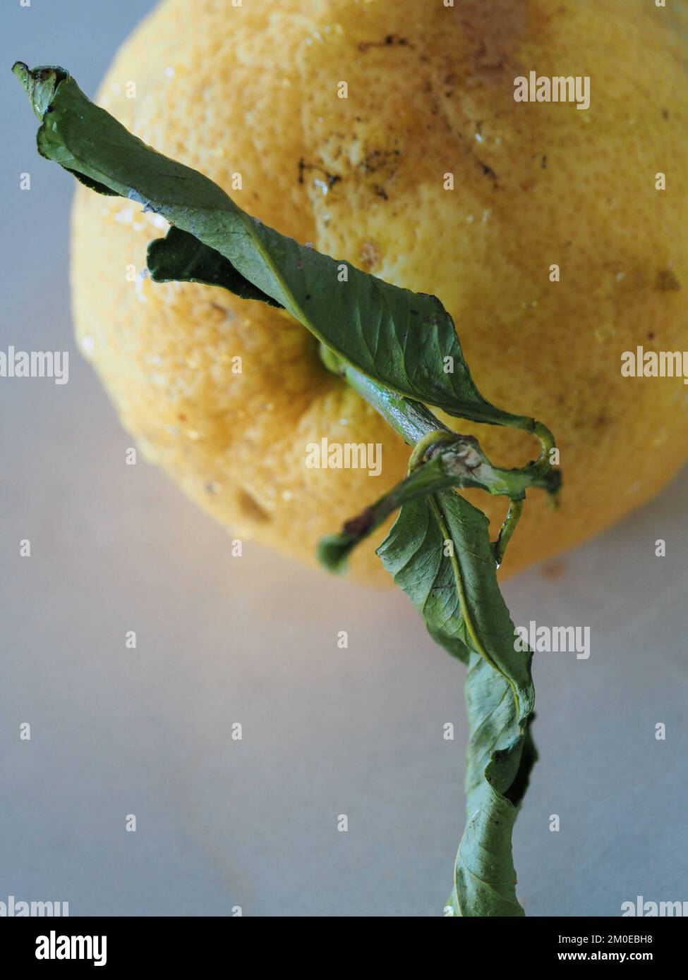 Citrus fruit, a yellow lemon with green leaves curling up, shrivelling ...