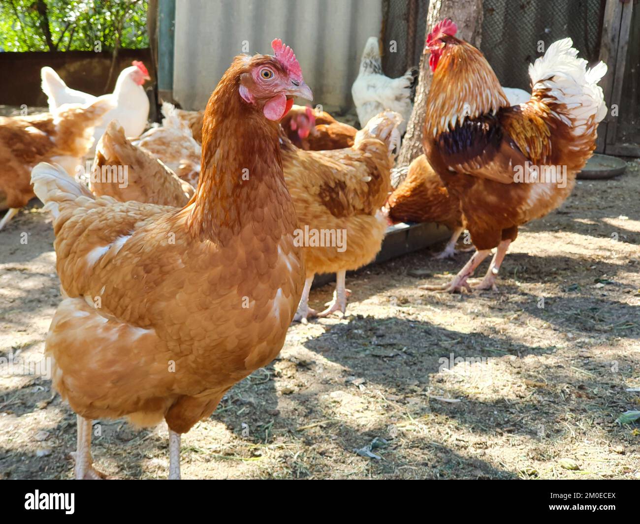 Red brown hen looking at the camera. Portrait of chicken, closeup ...