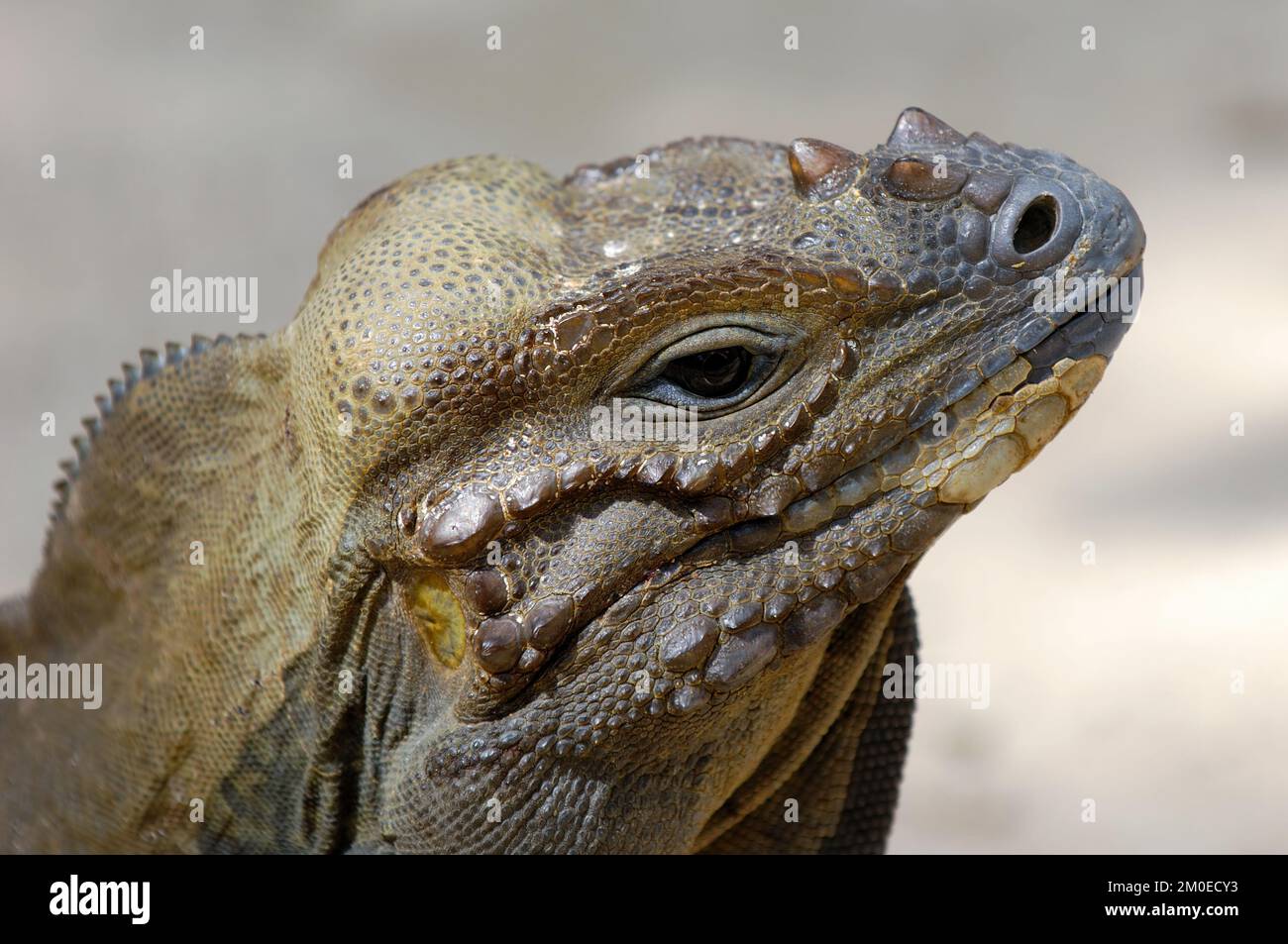 Ugly reptile hi-res stock photography and images - Alamy