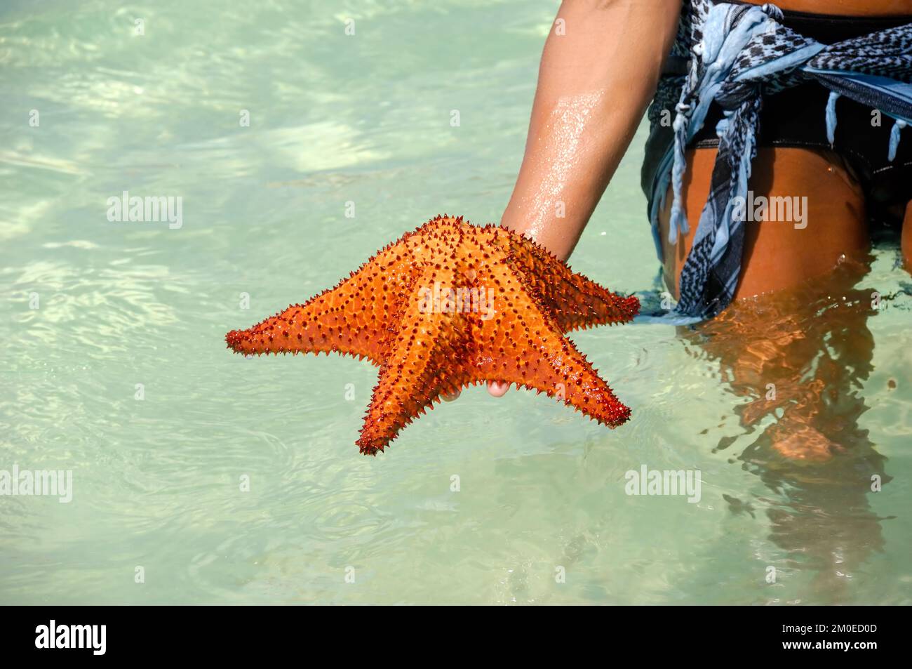 A woman is holding a red starfish in her hand Stock Photo - Alamy