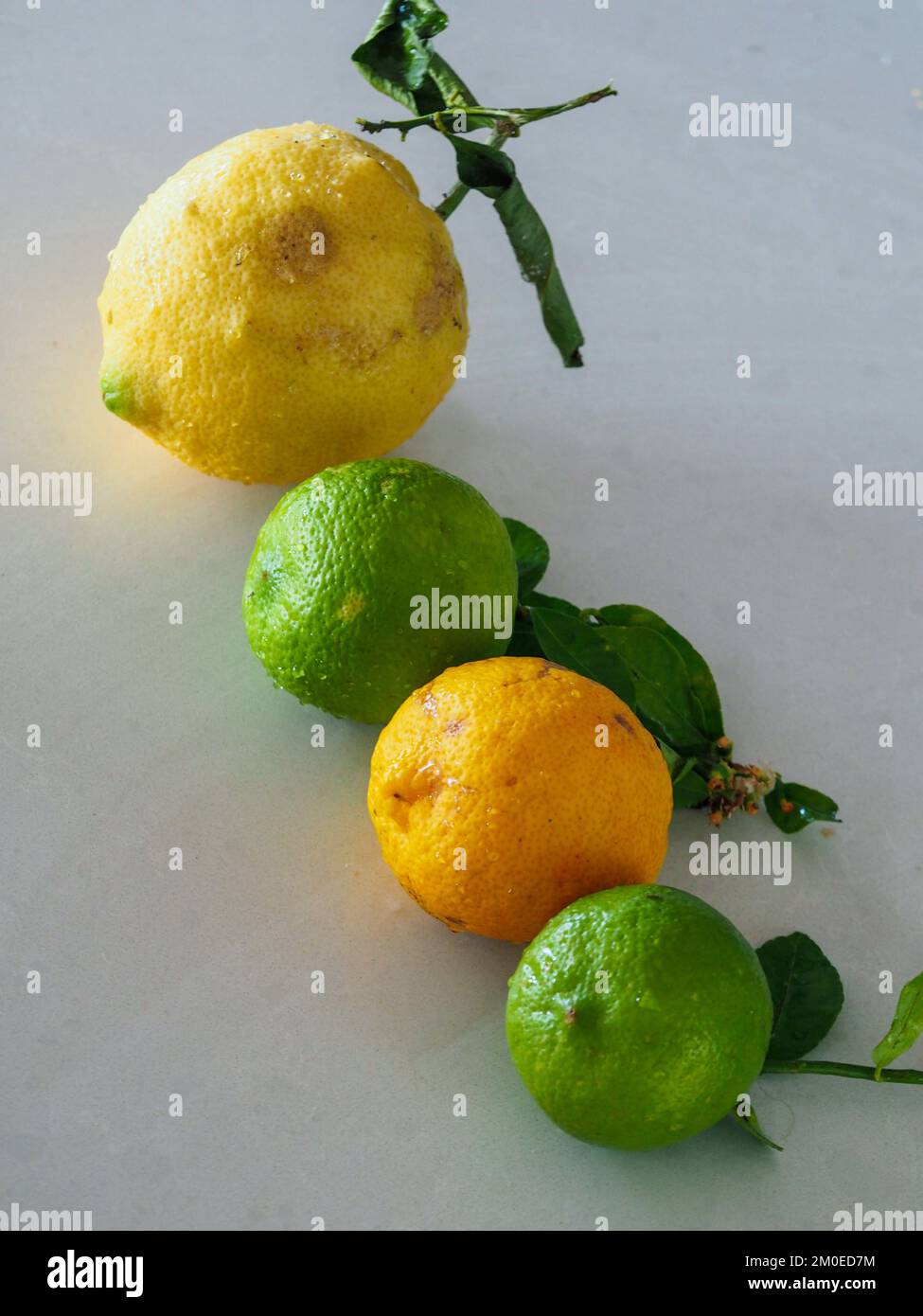Row of limes hi-res stock photography and images - Alamy