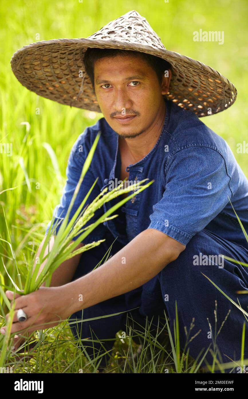 Rice farmer - Thailand. Portrait of a Thai rice plantation worker ...
