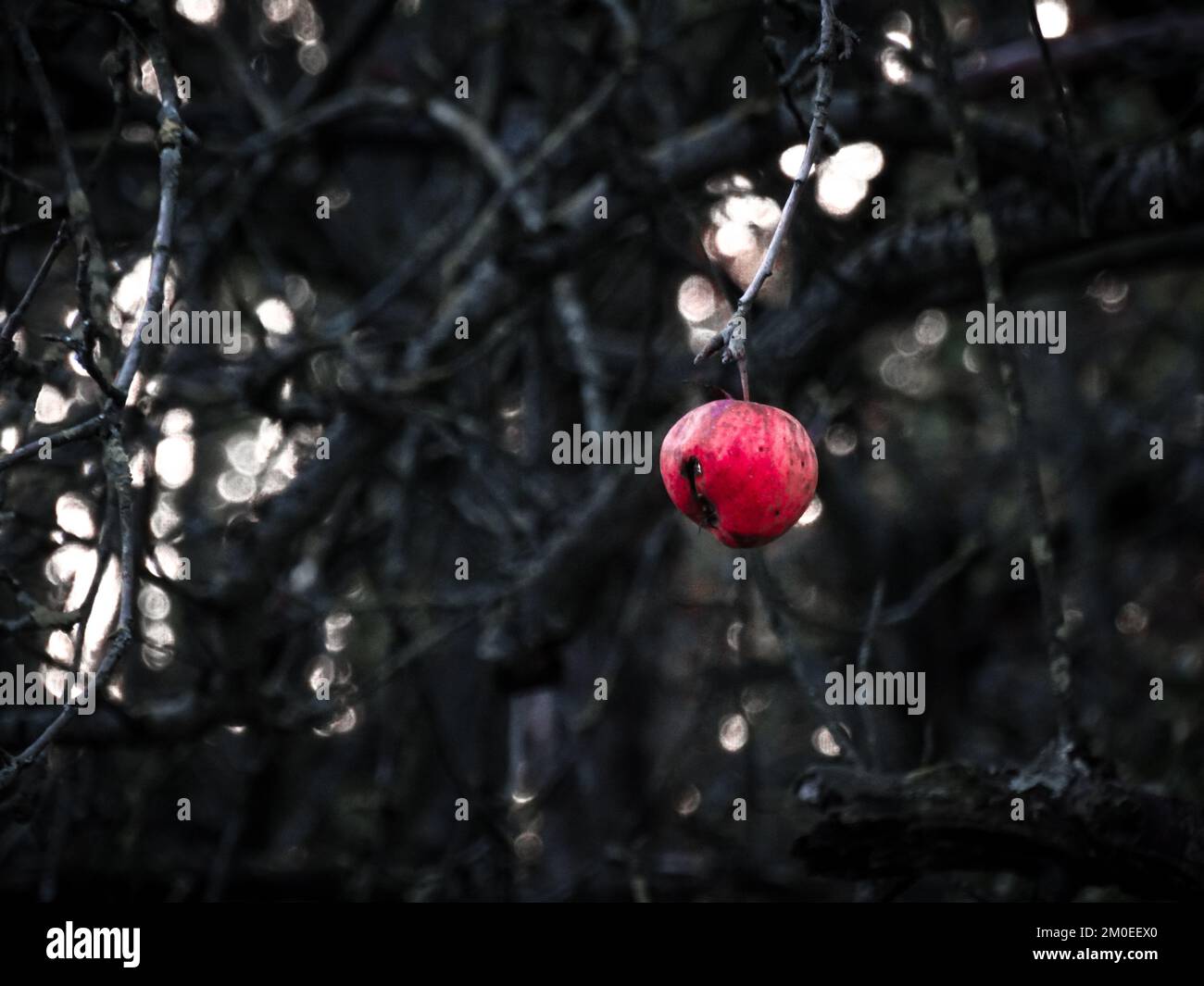 The close-up view of a red wormy apple hanging from the tree branch ...