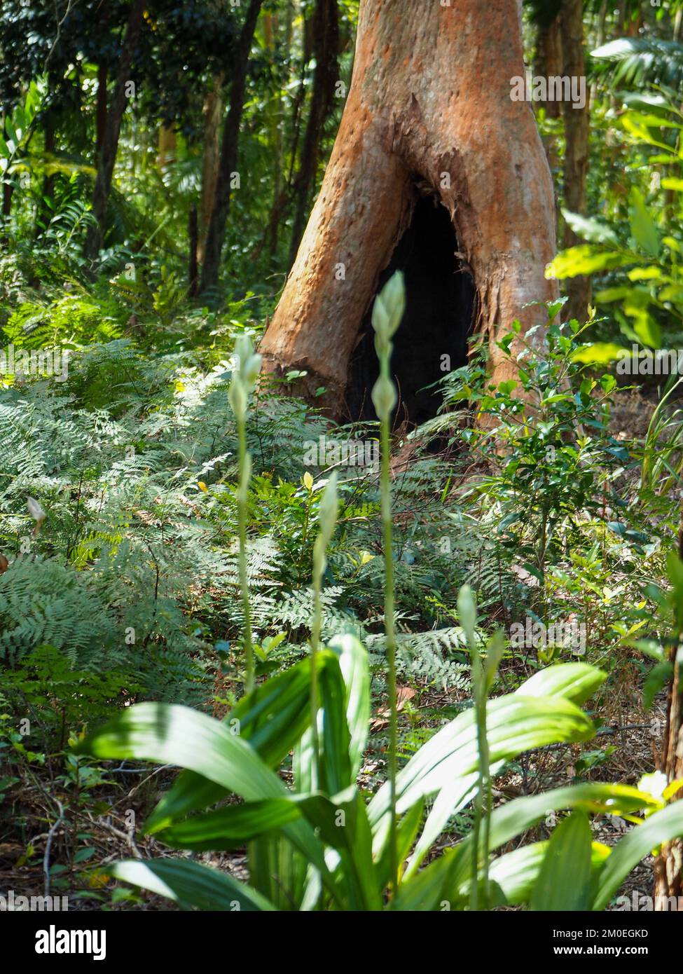 Swamp Orchid buds and green fern in front of a orange brown hollow tree ...