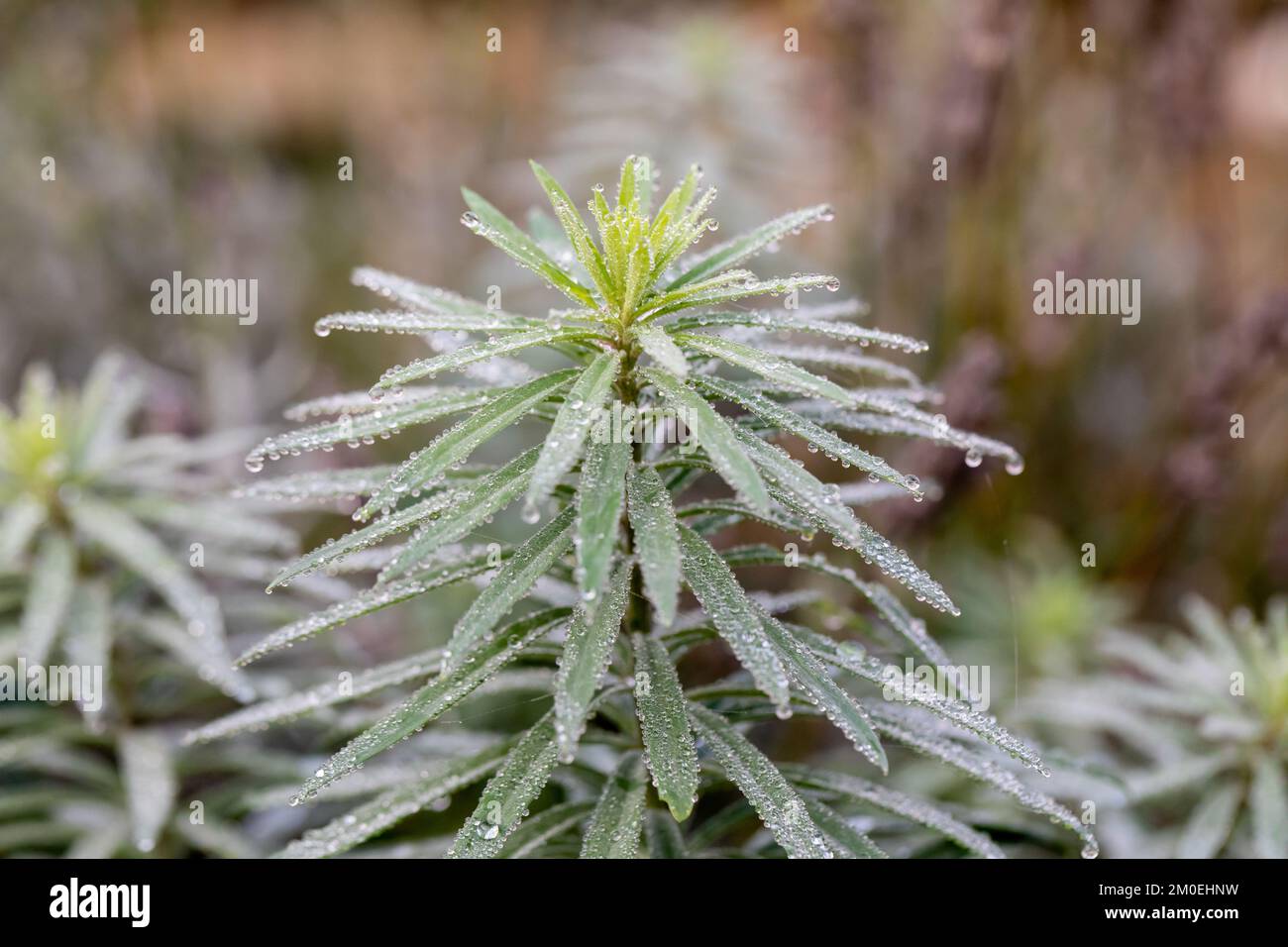 Purple Toadflax plant leaves closeup with dewdrops in early winter ...