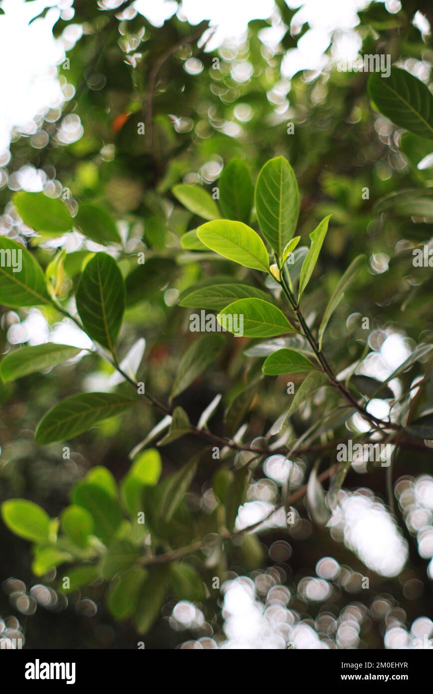 A branch of a tree with leaves and white cloud background Stock Photo ...