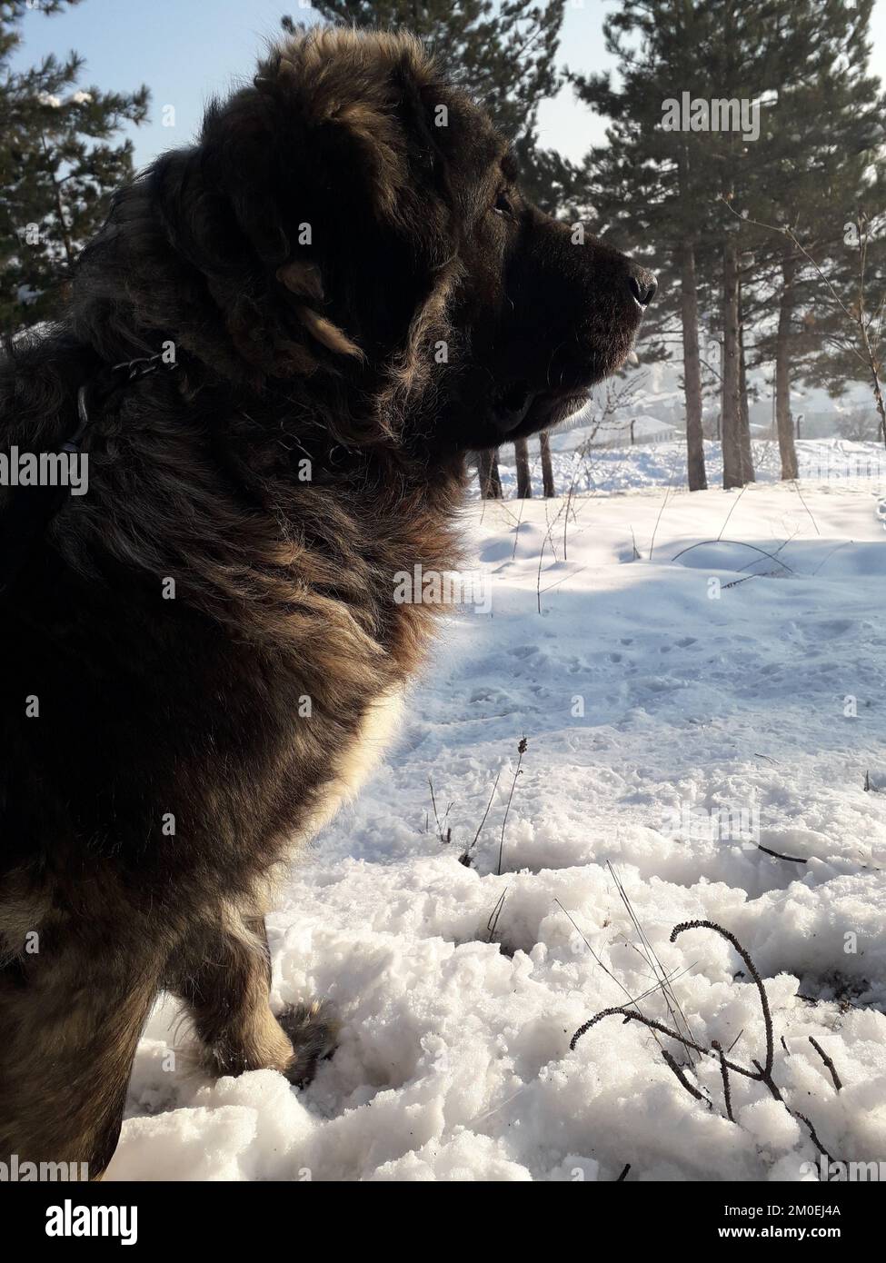 Macedonian shepherd hi-res stock photography and images - Alamy