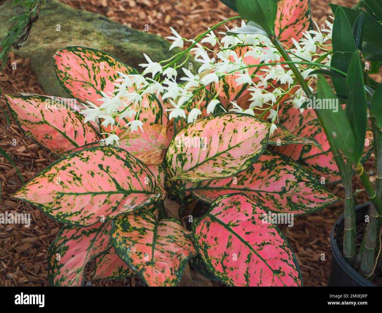 Aglaonema, pink leafy green veined foliage plant and Dendrobiums, tiny ...