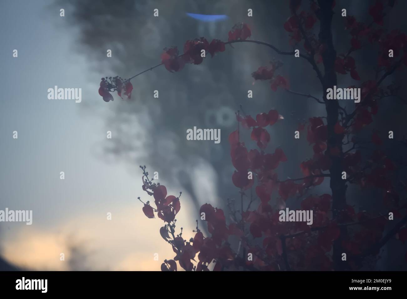 Red leaves on a tree top with the sky as background Stock Photo - Alamy