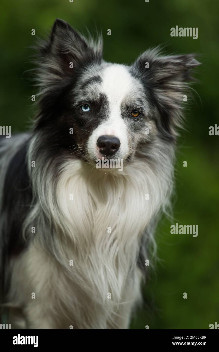 Border collie dog sitting in a garden Stock Photo - Alamy