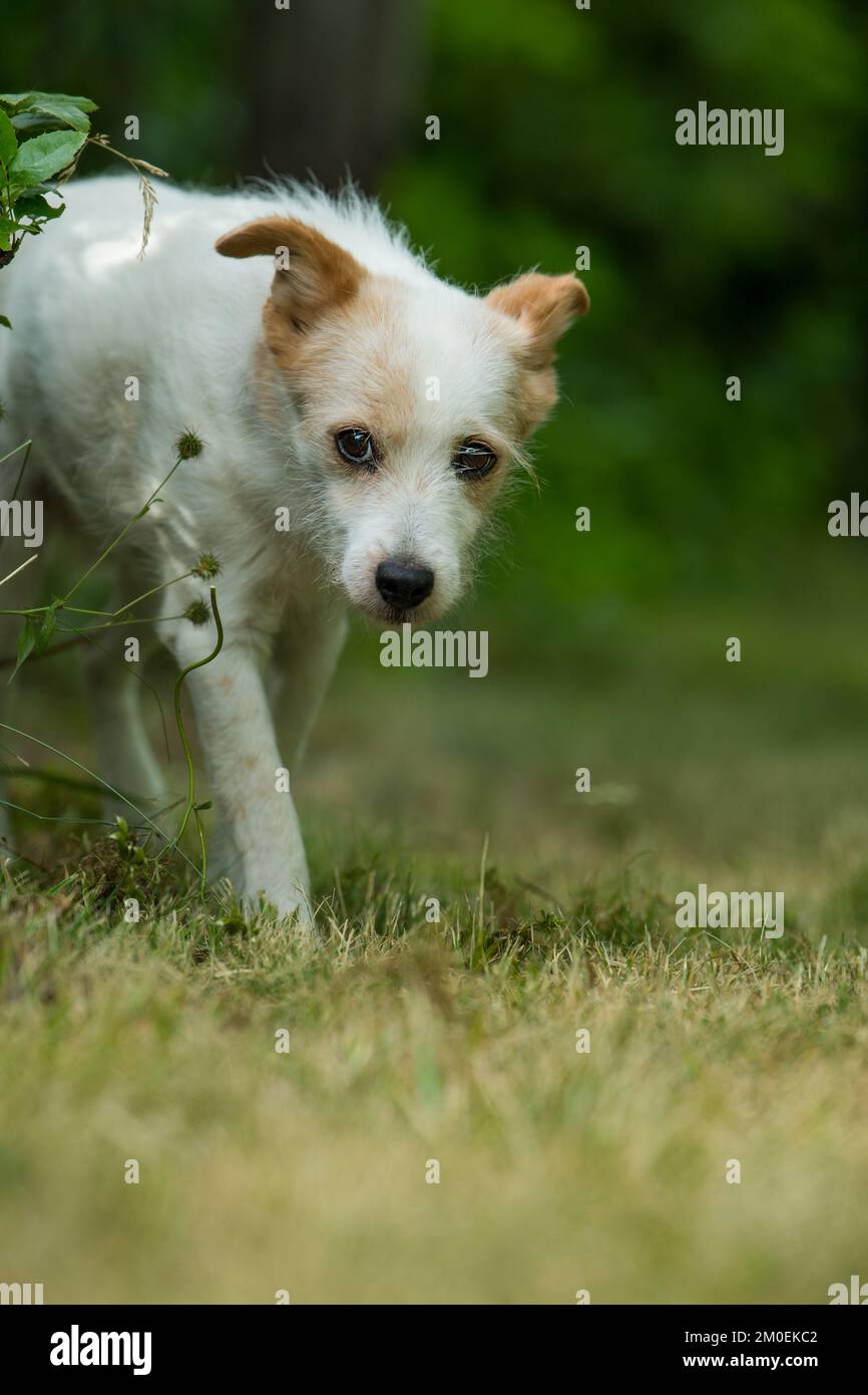 Cross breed dog walks in a garden Stock Photo - Alamy