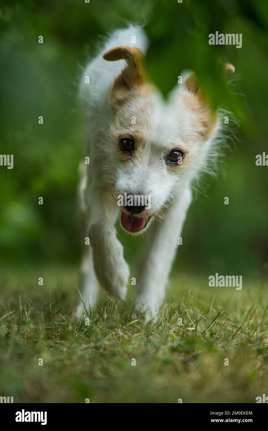 Cross breed dog walks in a garden Stock Photo - Alamy