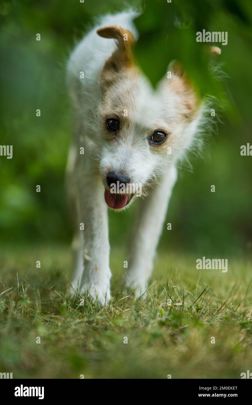 Cross breed dog walks in a garden Stock Photo - Alamy