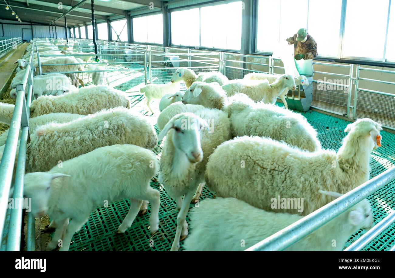 ZHANGYE, CHINA - DECEMBER 5, 2022 - A worker adds feed to fattening ...