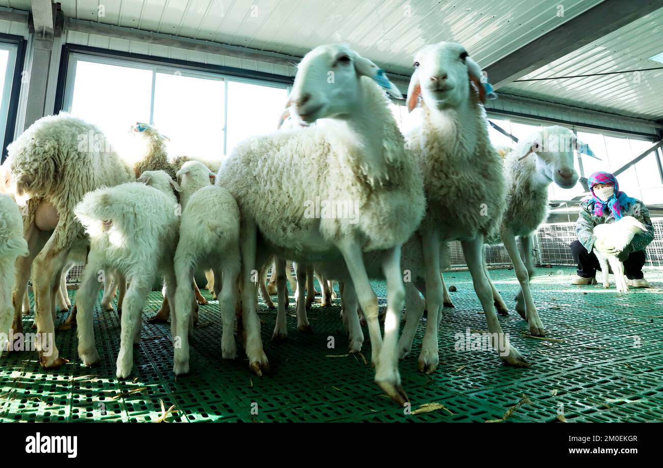 ZHANGYE, CHINA - DECEMBER 5, 2022 - A staff member checks the growth of ...