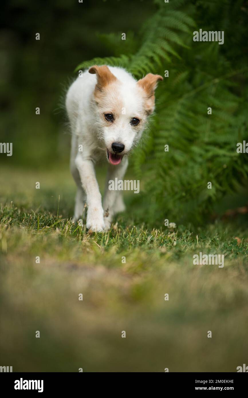 Cross breed dog walks in a garden Stock Photo - Alamy