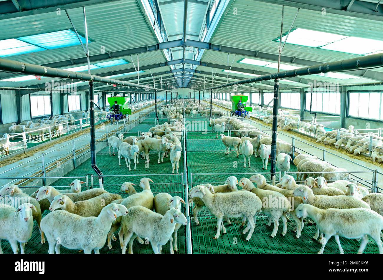 ZHANGYE, CHINA - DECEMBER 5, 2022 - A worker adds feed to fattening ...