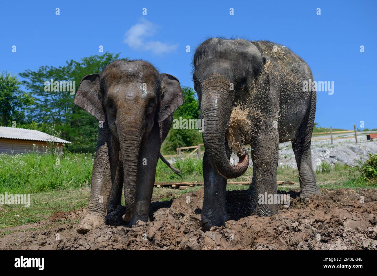 Two Asian elephants are standing in the mud. One elephant is watering ...