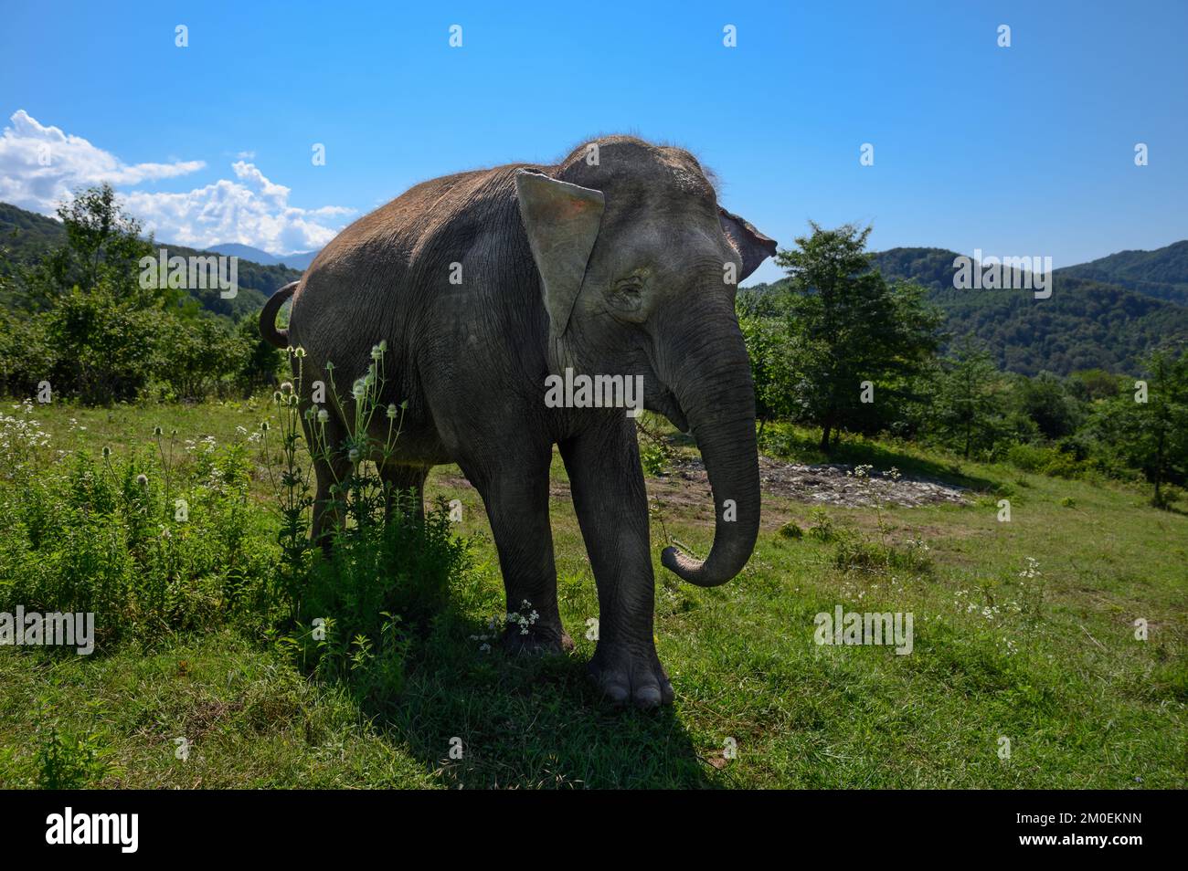 Elephant with trees hi-res stock photography and images - Alamy