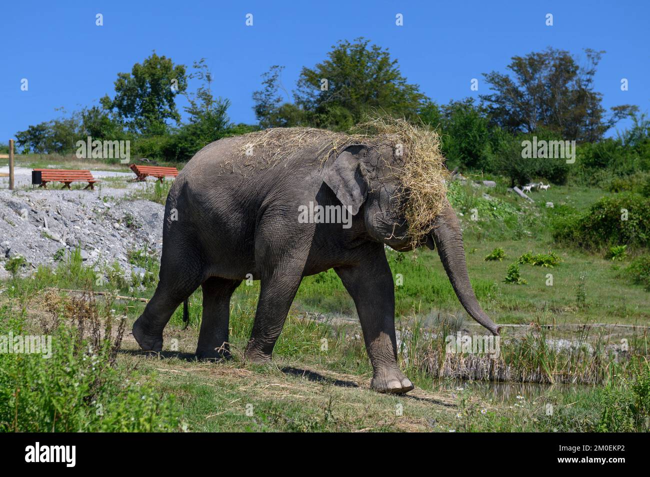 Asian trees hi-res stock photography and images - Alamy