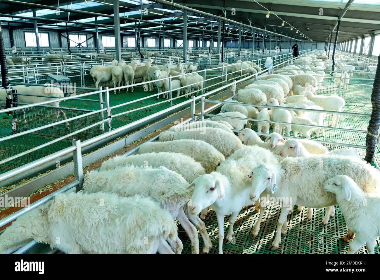 ZHANGYE, CHINA - DECEMBER 5, 2022 - A worker adds feed to fattening ...