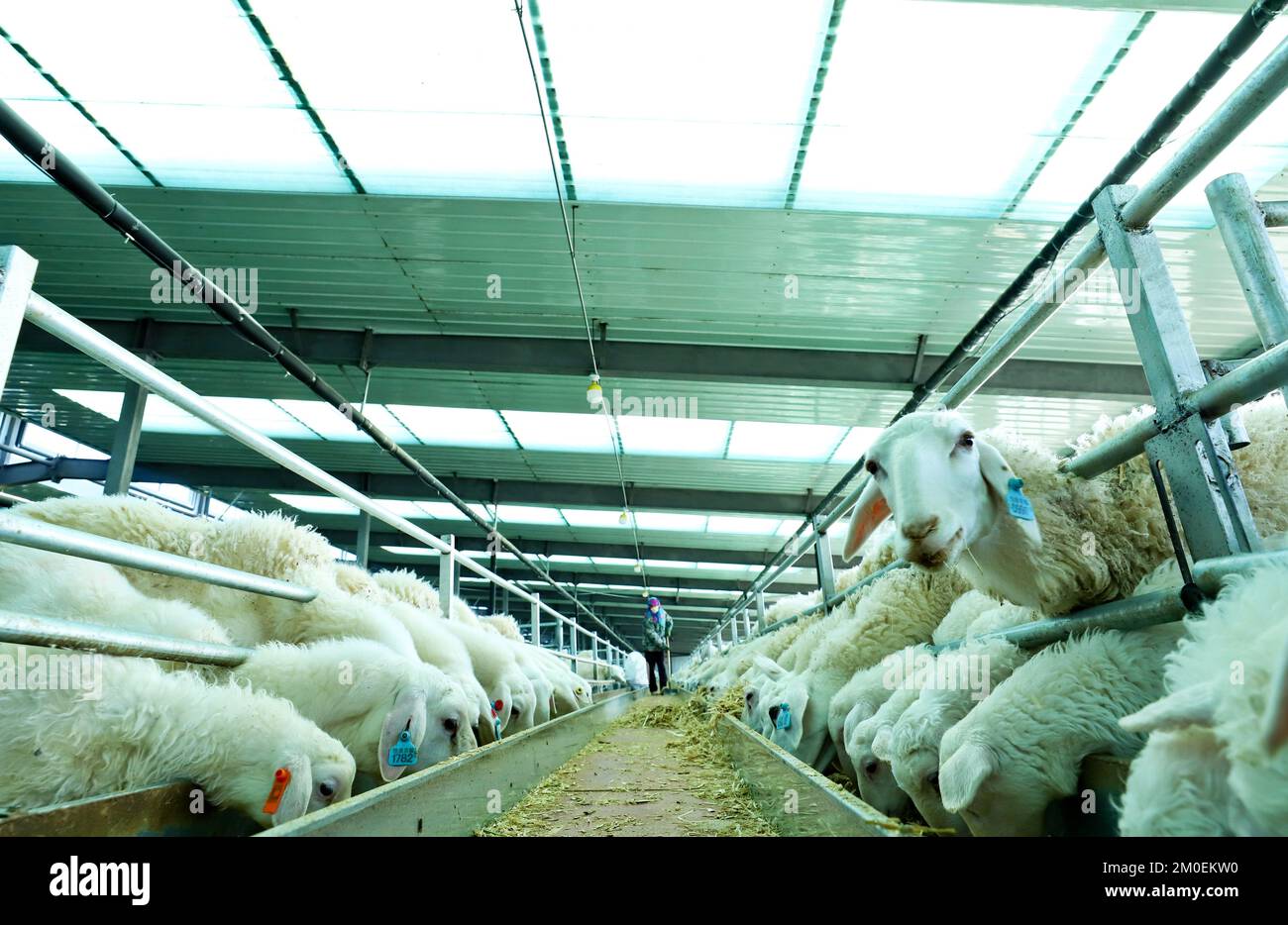 ZHANGYE, CHINA - DECEMBER 5, 2022 - Workers clean a shelter for ...