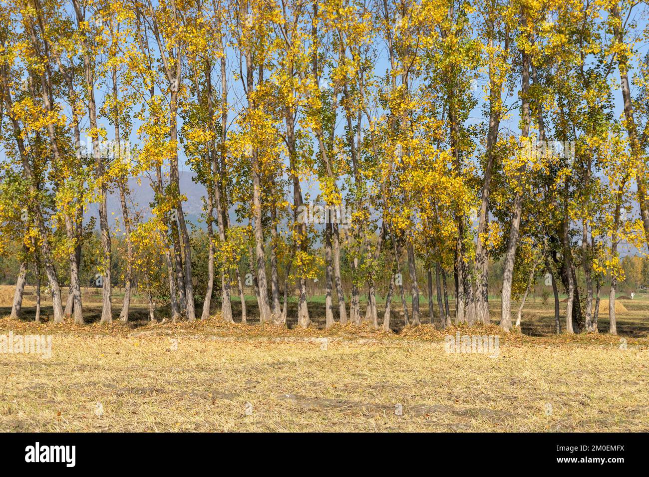 Swat valley tree hi-res stock photography and images - Alamy