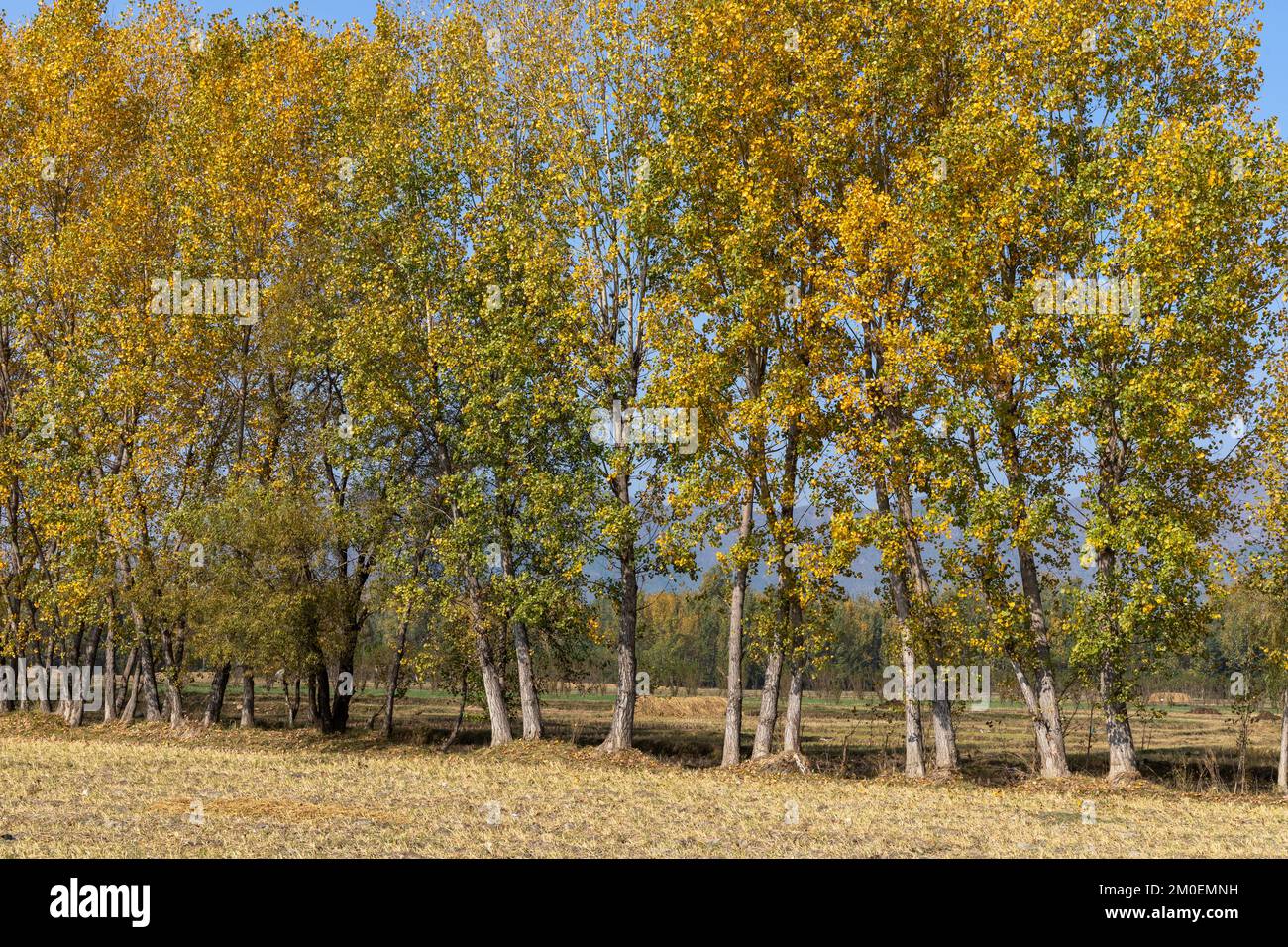 Tall poplar tree hi-res stock photography and images - Alamy