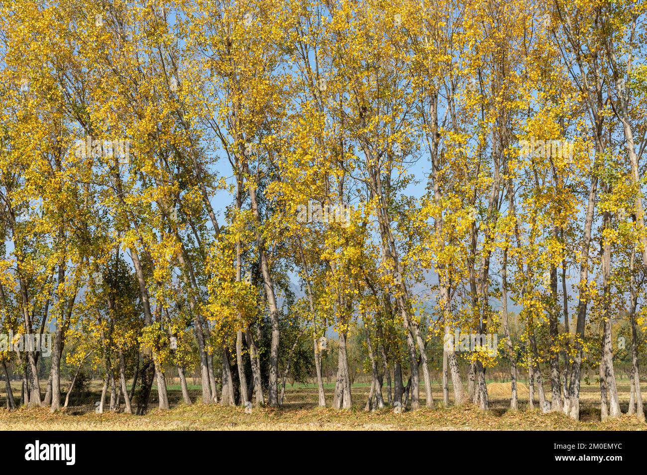 Swat valley autumn view hi-res stock photography and images - Alamy