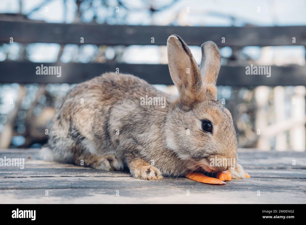 Funny domestic hi-res stock photography and images - Alamy