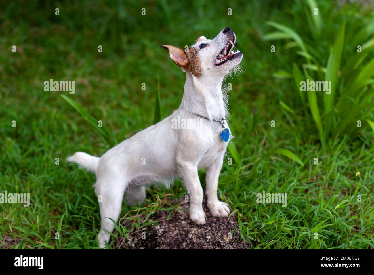 Dog of Jack Russell breed with open mouth stands with its front paws on ...