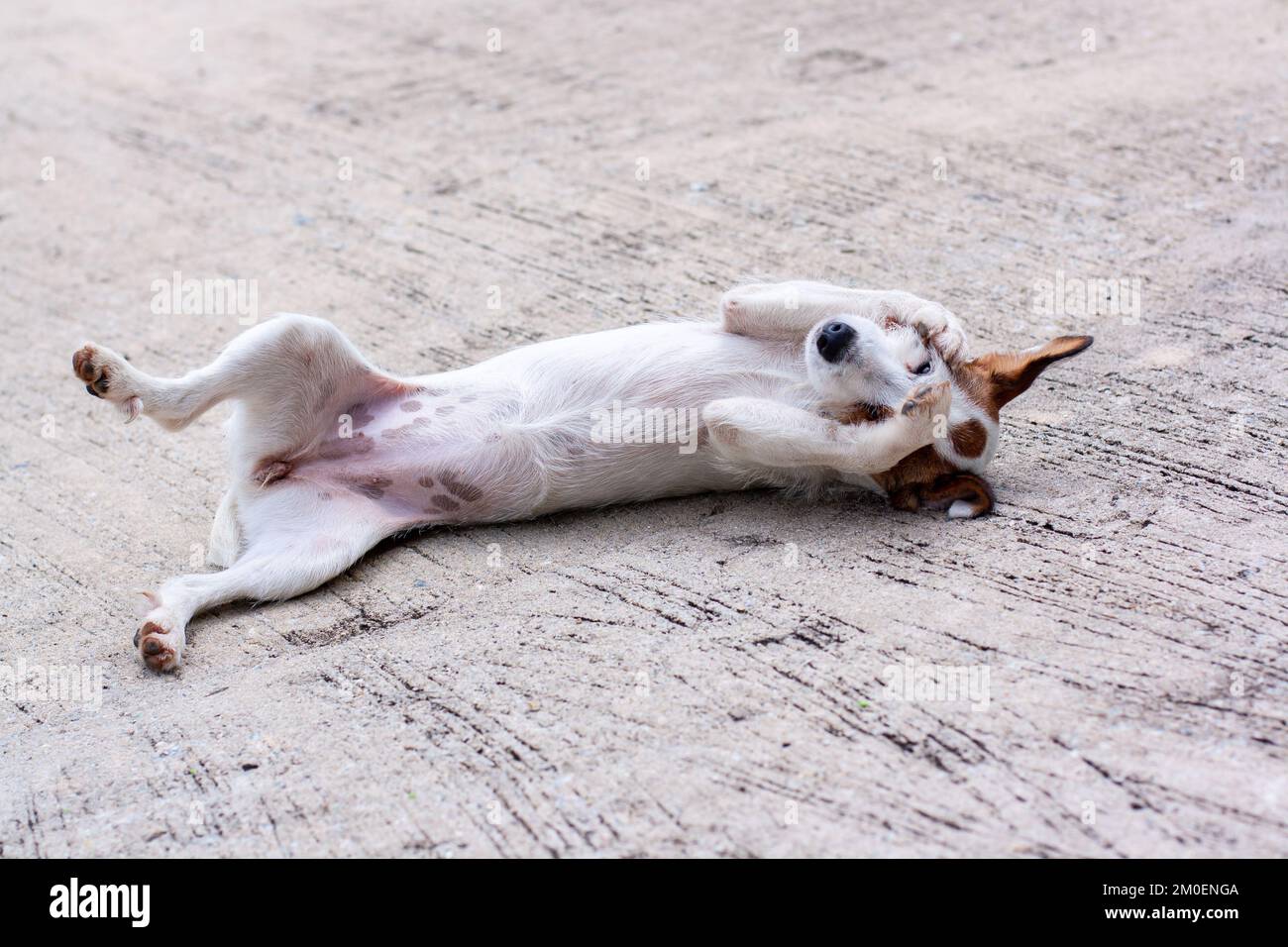 Dog Hiding Eyes