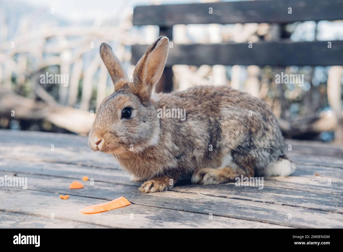 White rabbit eating carrot hi-res stock photography and images - Alamy