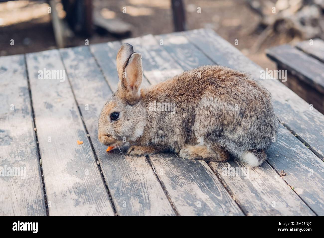Farm barn bunny hi-res stock photography and images - Alamy