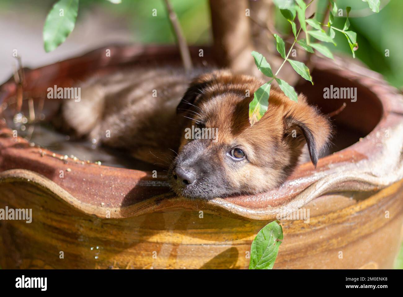Sad brown puppy lies in water in large flower pot. Shallow depth of ...